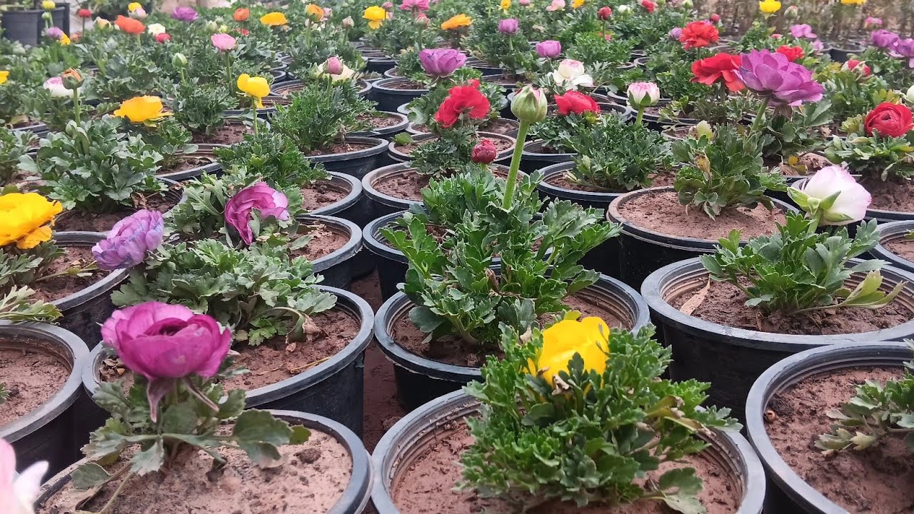 How to grow Ranunculus flowers in pots.Full information . - YouTube