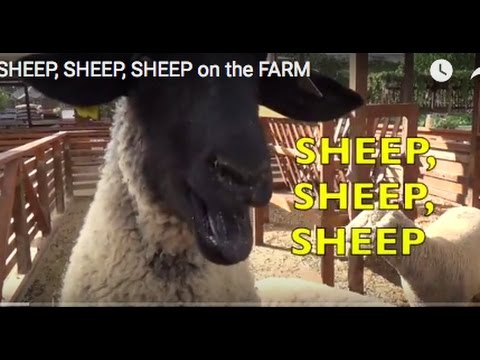 SHEEP, SHEEP, SHEEP on the FARM (Their Real Authentic Sounds) Babies ...