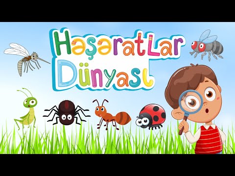 Həşəratlar dünyası - Kiçik həşəratlar haqqında bilmədiklərimiz - Marifləndirici video