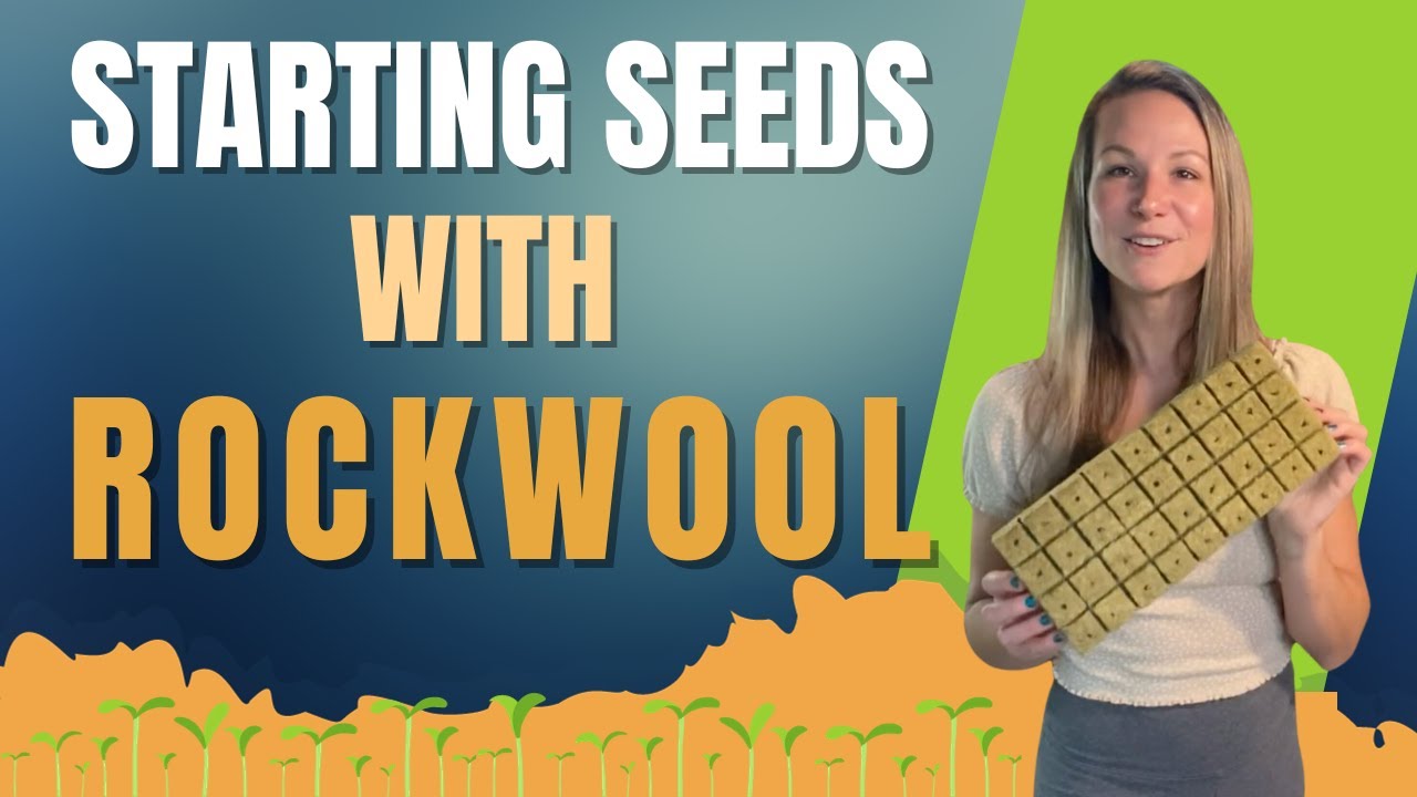 Starting Seeds In Rockwool Cubes A Step by Step Tutorial YouTube Starting Seeds In Rockwool Cubes A Step by Step Tutorial YouTube