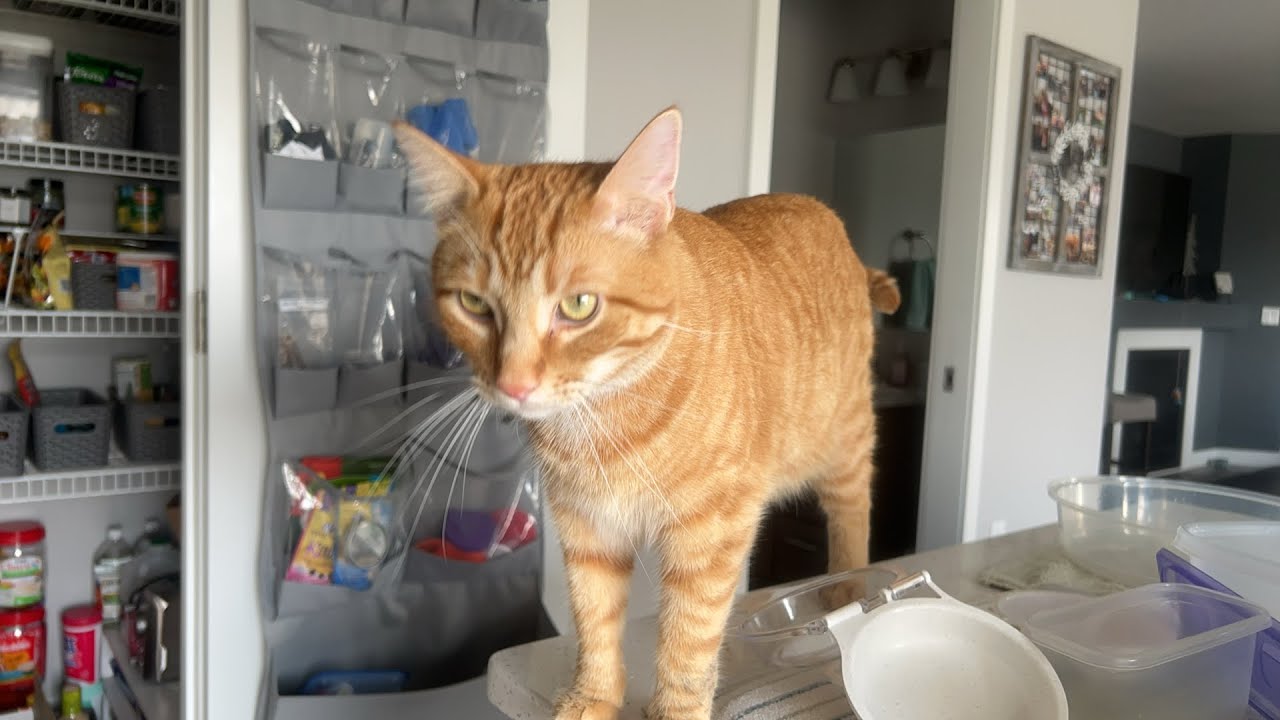 Noah The Cat - YouTube