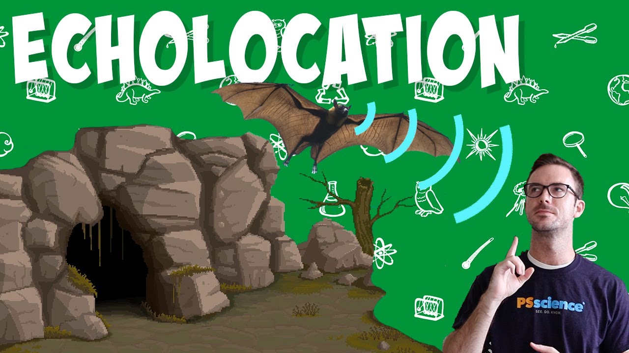 Echolocation - YouTube