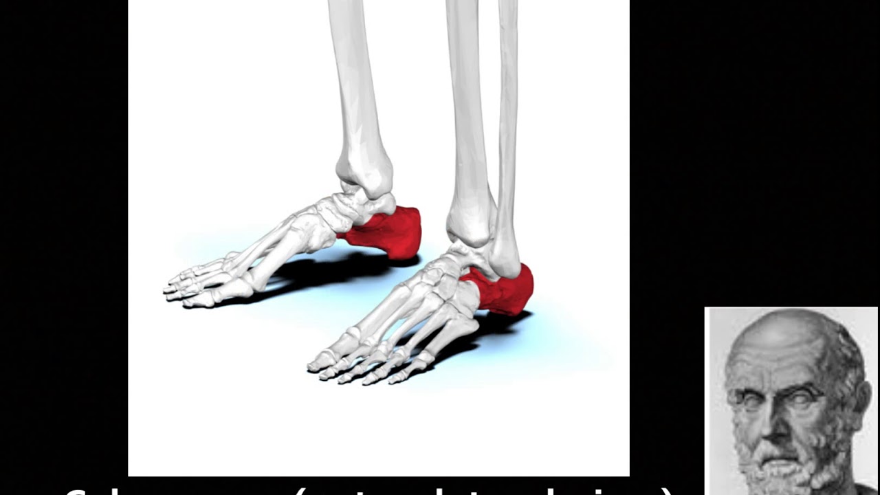 [Hippo] What is the tarsus? (foot bone) - YouTube