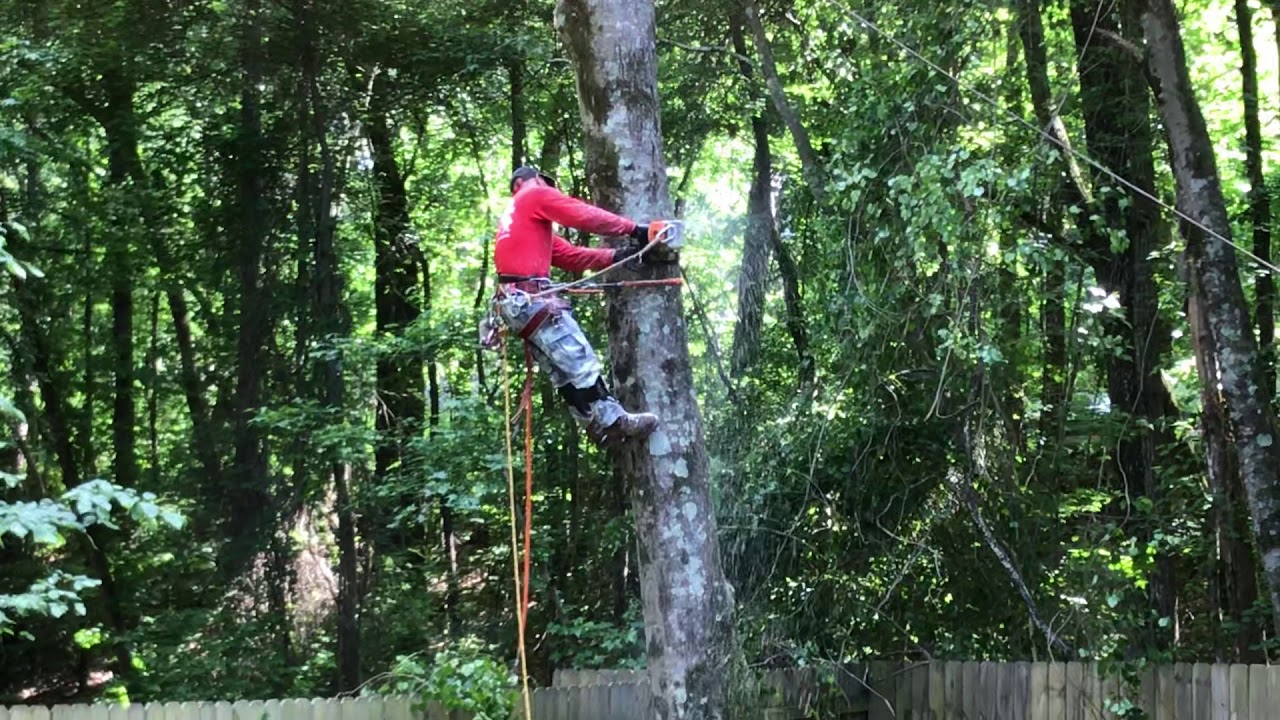 Tree climbing - YouTube