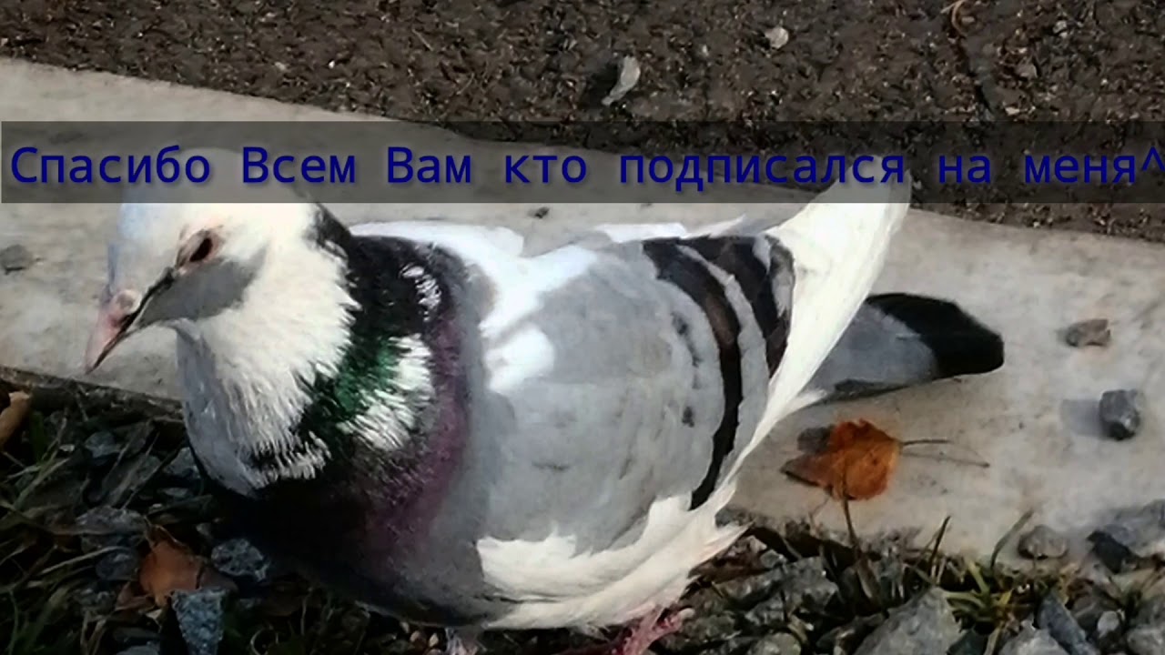 Leon x sandy 6 серия. |brawl stars|leondy| - YouTube