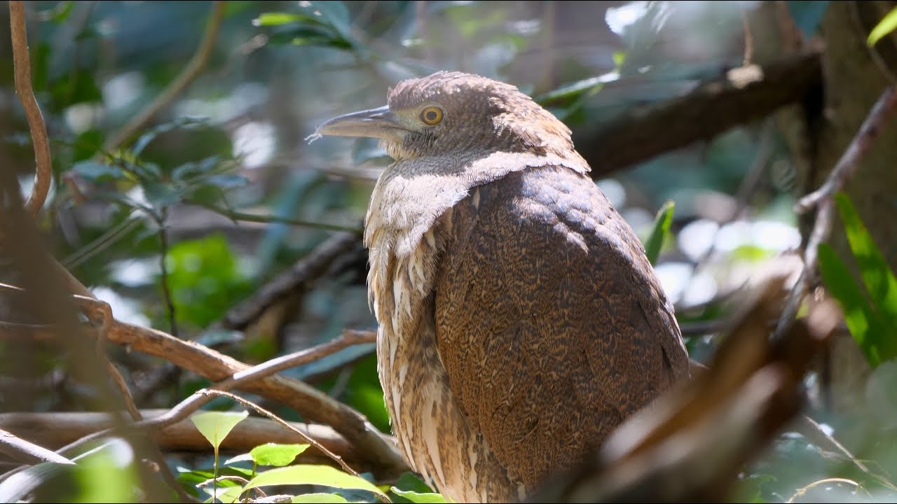 Mizogoi! Japanese Night Heron (Gorsachius goisagi) #birds #nightheron # ...