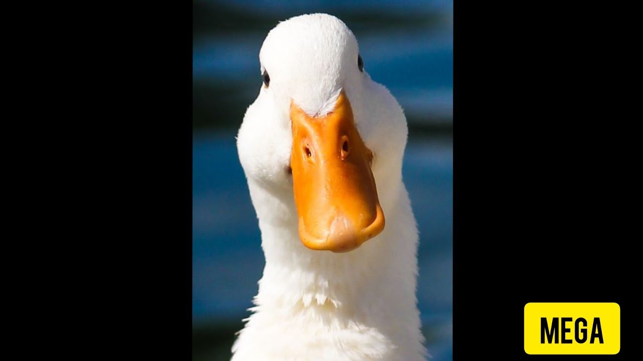 Anatidaefobia #1 - YouTube