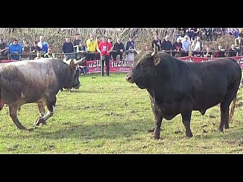 🧿 GARONJA - BARIMBA - Omazici Banovici 2023 - YouTube