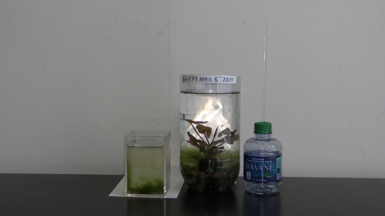 Transfer Pipettes DIY - YouTube