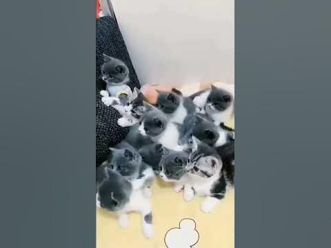 kucing 🐈 lucu kompak abis #kucinglucu #kucing #shorts - YouTube