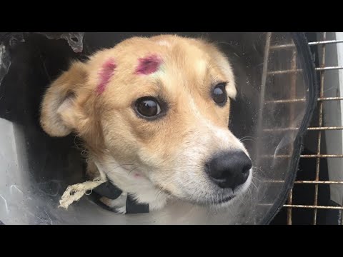 Страшные раны тяжело заживают.Terrible wounds heal hard. - YouTube