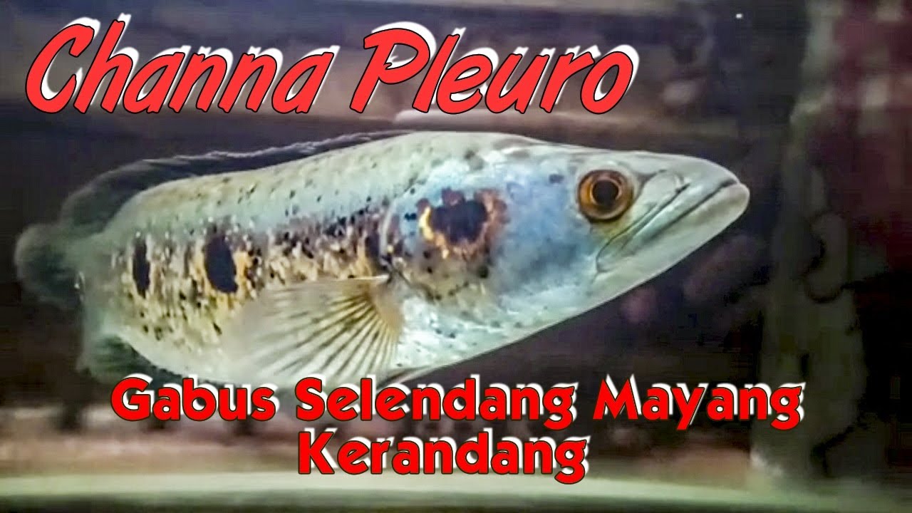 Channa pleurophthalma Gabus Selendang Mayang Kerandang - YouTube