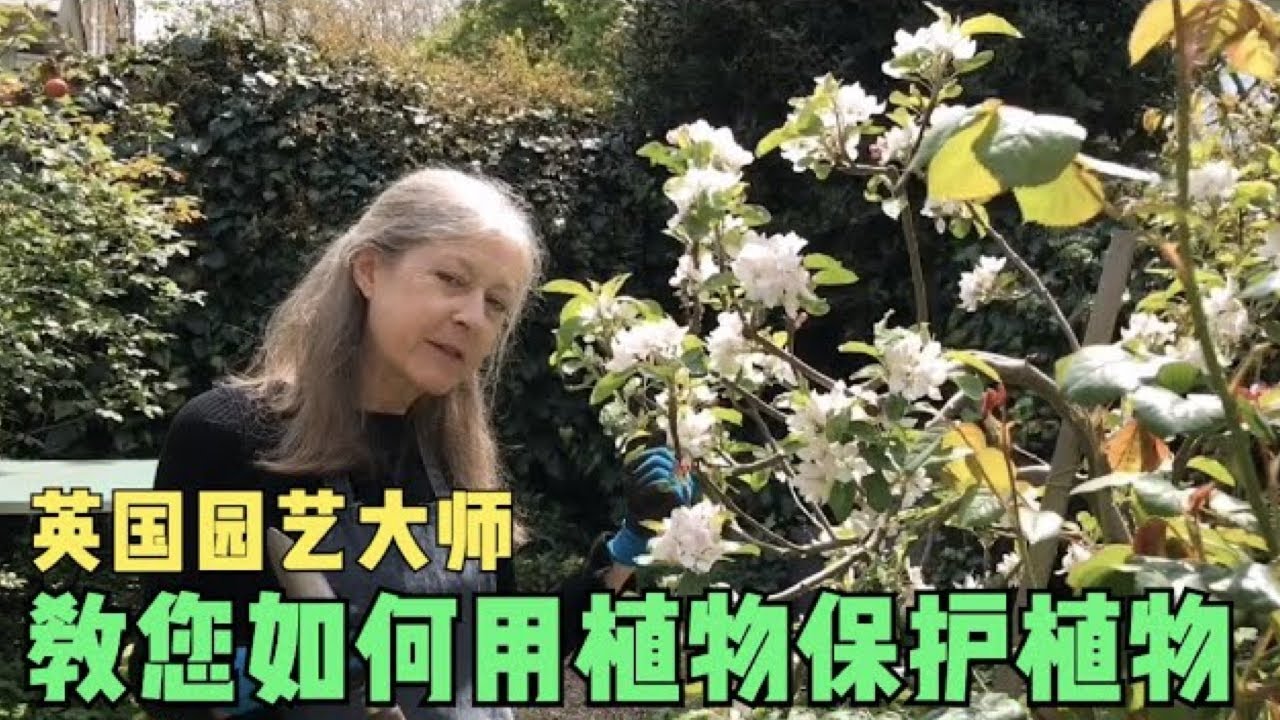 Manda's Gardening- How to Protect Plants with Other Plants - YouTube