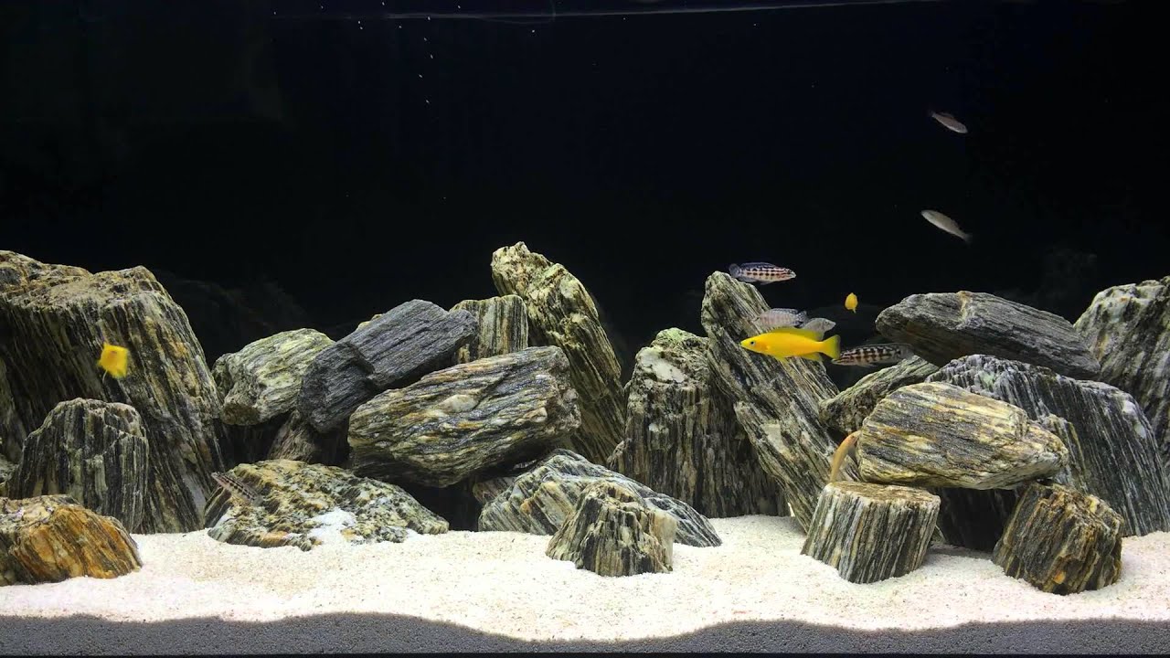 Tanganyika tank 360L- Танганьика Аквариум 360 литров - YouTube