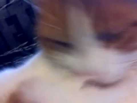 Chat roux et blanc qui se lave beauté divine