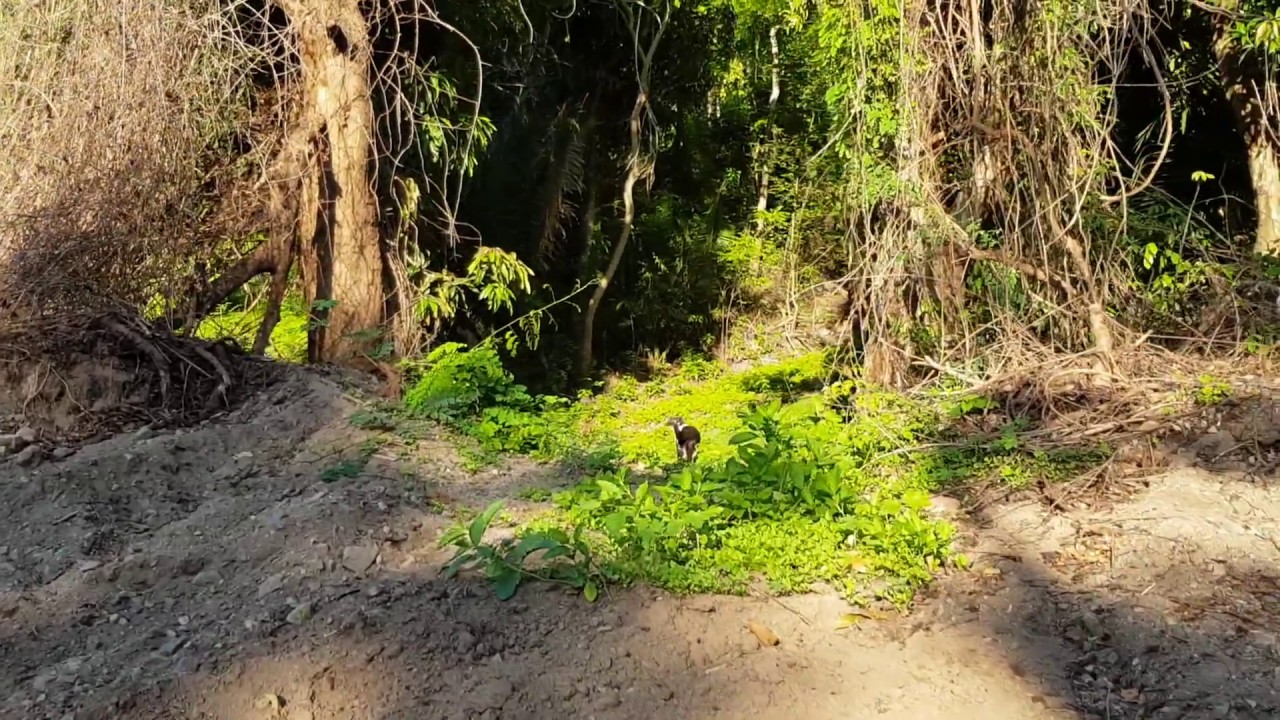 Arroyo Adventure Walk with Yoga Cat - YouTube