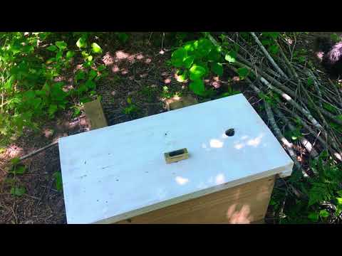 Installing carnolian queen in 5 frames nuc