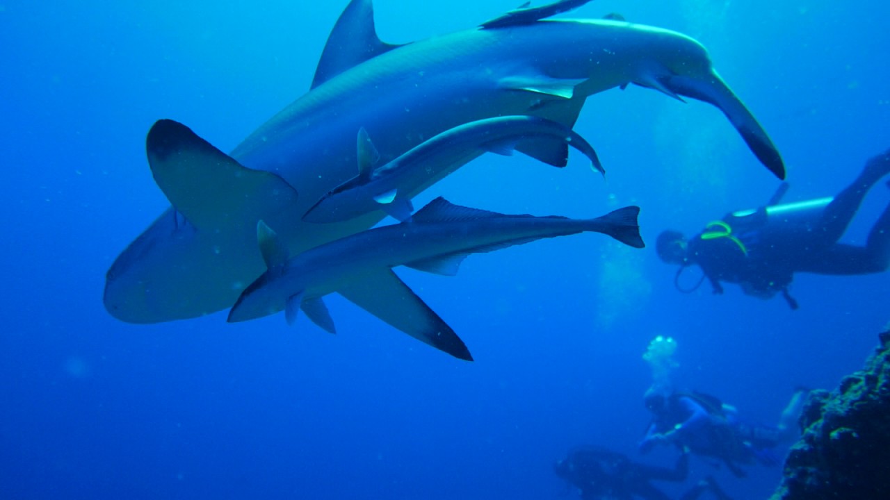 Requins gris (Maldives) - YouTube