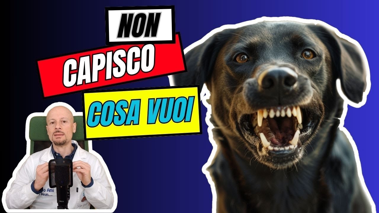 Ti mordo perché non ti capisco! - YouTube