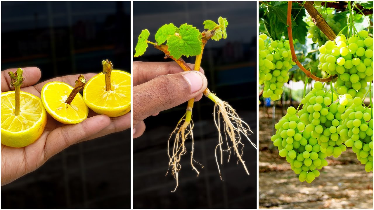How To Grow Grape Vine From Cuttings At Home (FAST N EASY) - YouTube