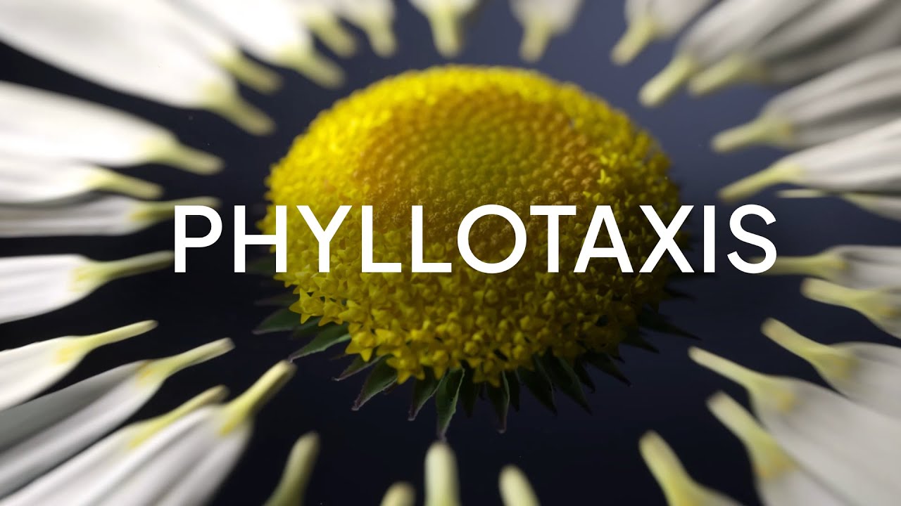 Do Flowers know Math? - Phyllotaxis in Flowers - YouTube