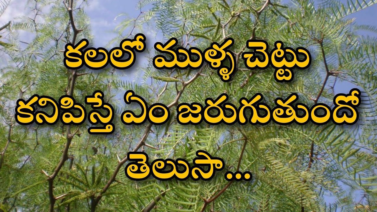 Kalalo Mulla Chettu Kanipisthe | Kalalu Vati Phalithalu |Dreams In ...