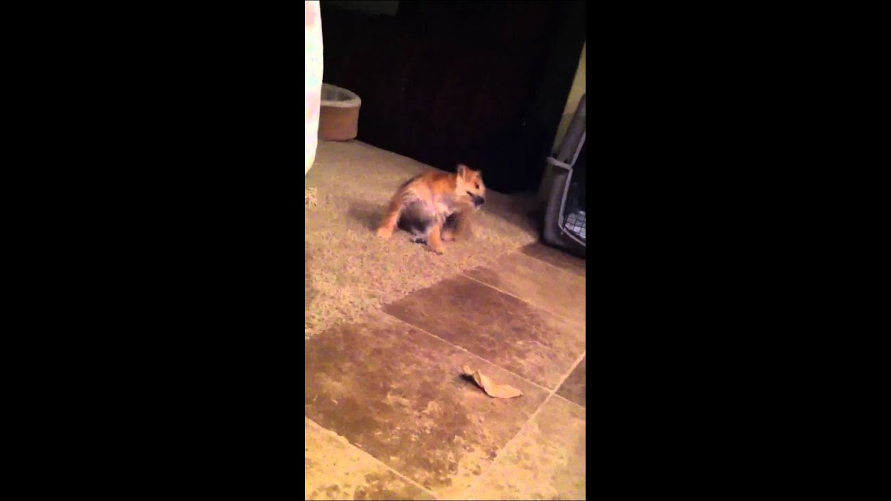 Yorkshire terrier Pekingese mix puppies - YouTube