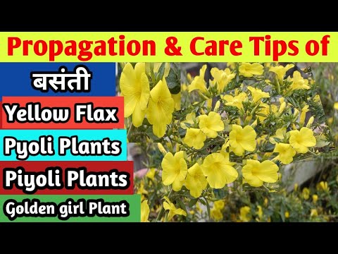 🔴How to Grow Yellow Flax ||Piyoli Plant Propagation ,Soil and ...
