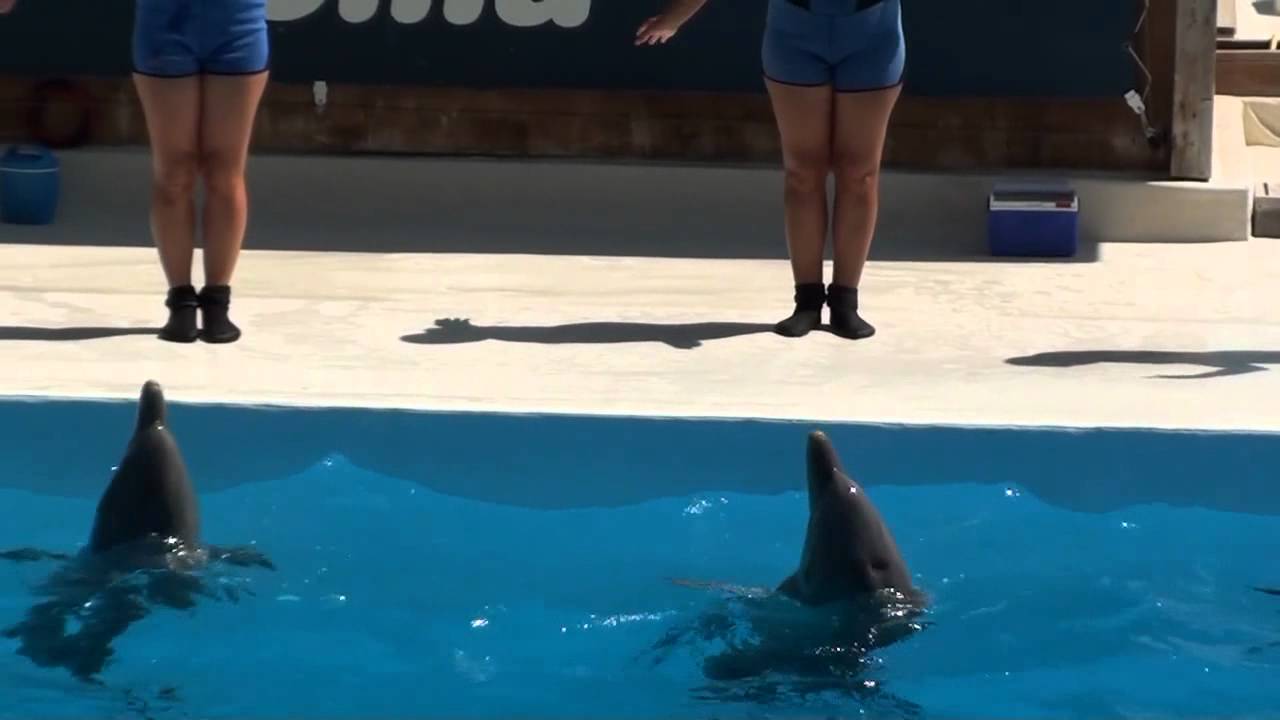 ZOO MARINE ROMA - Delfini parco Zoomarine Roma - Róma Delfin Show 2011 ...