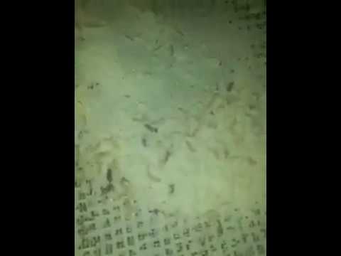 Gusanos y Larvas en la \
