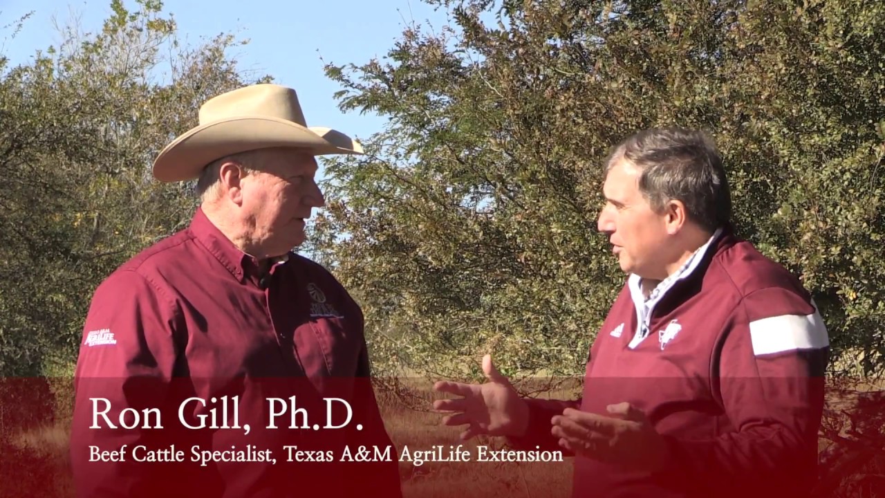 Ron Gill - Beef & Cattle Literacy - Gestational period for cattle - YouTube