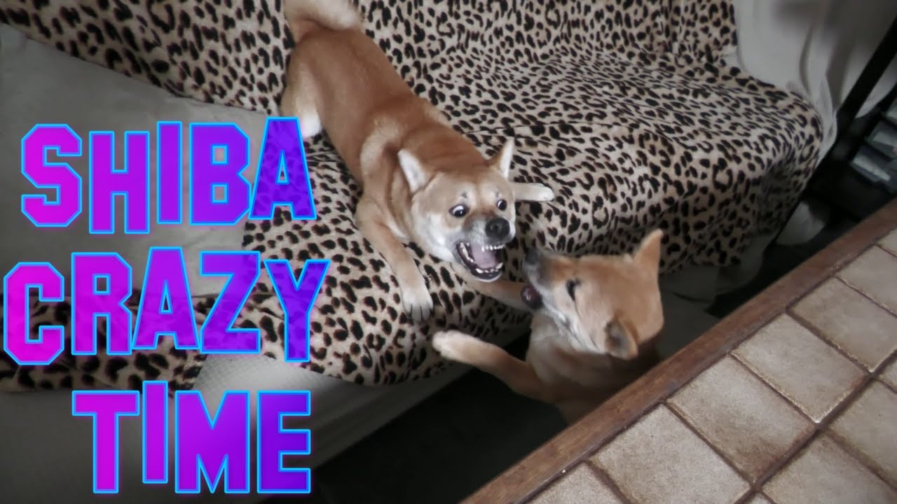 Crazy Shiba Inu FUN Time and Yumi thinks she can jump and walk over the ...