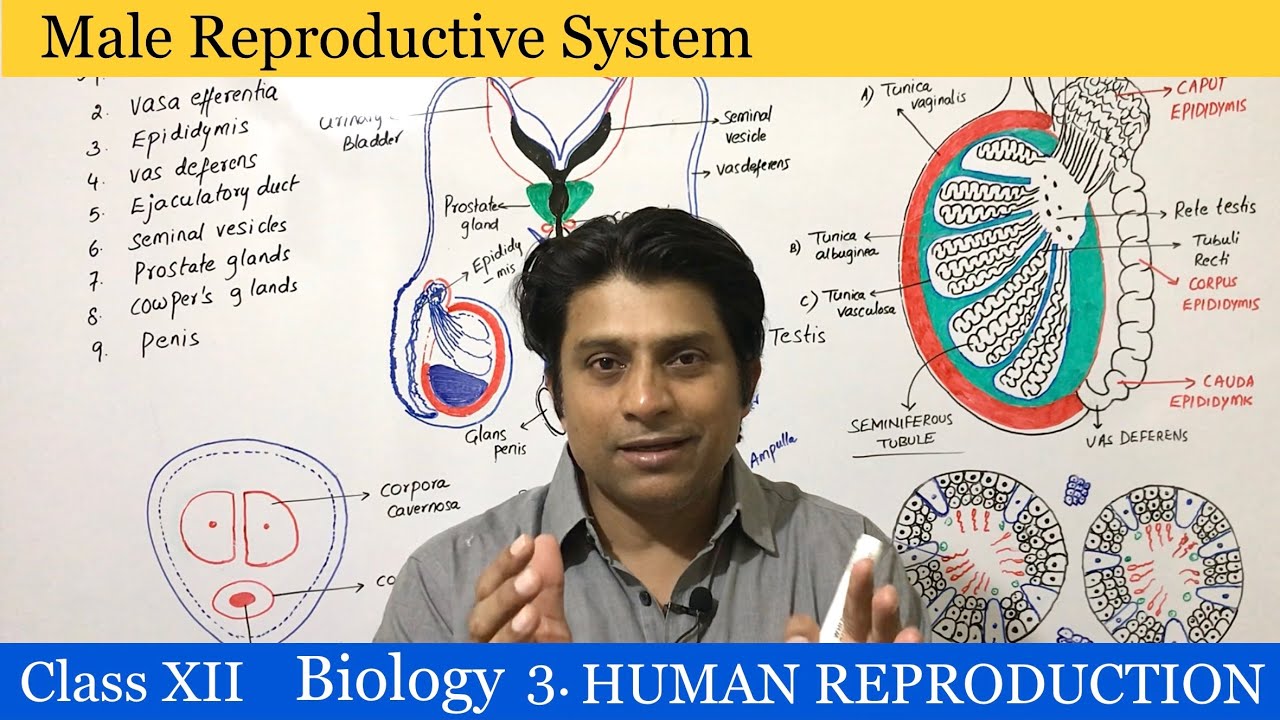 Human Male Reproductive System-Human Reproduction | Class 12 Biology ...