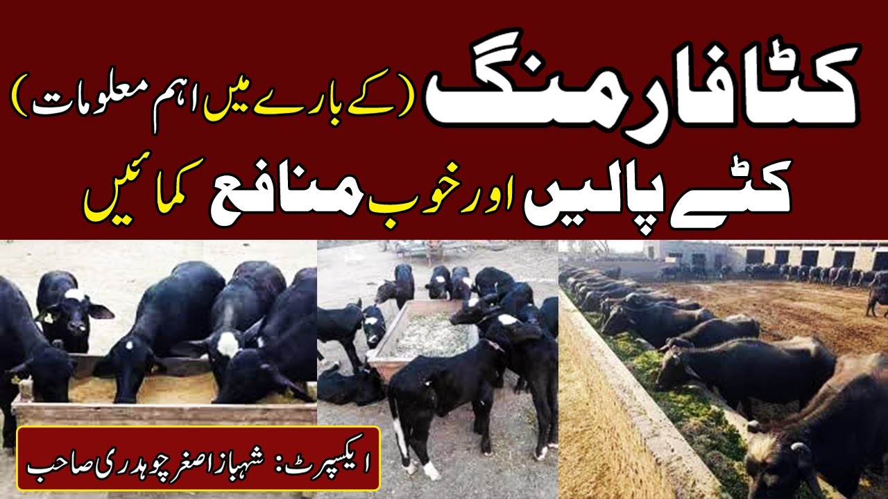 Katta Farming in Pakistan | How to start Katta Farm in Pakistan | کٹا ...