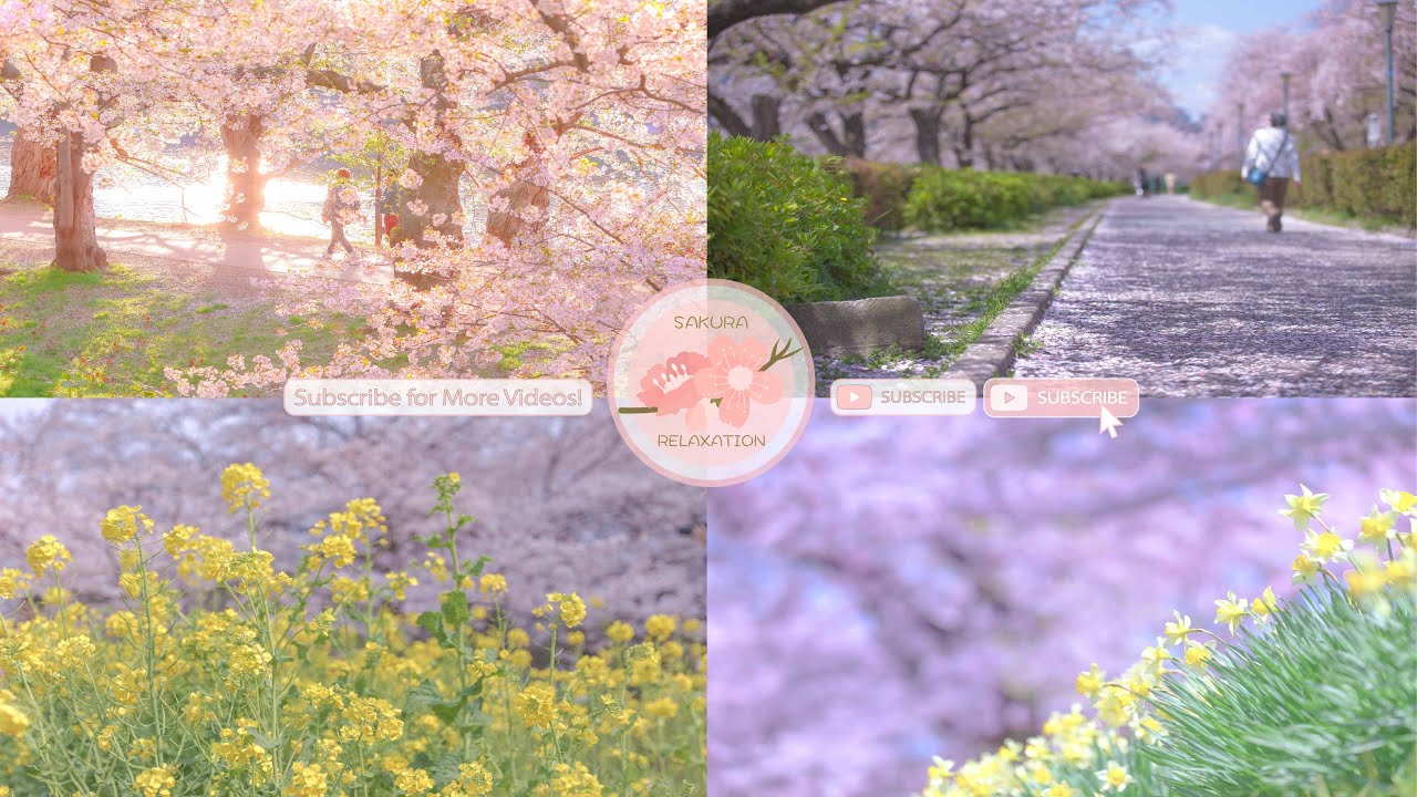 Japanese Sakura Relaxation Photos EP74 | Relaxing Music • 美しいリラックス ...