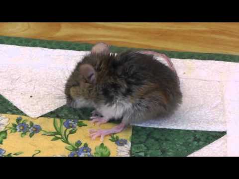 World's Oldest Pet Mouse?? - YouTube