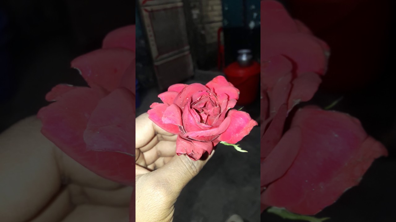 Valobasar Lal golap... - YouTube