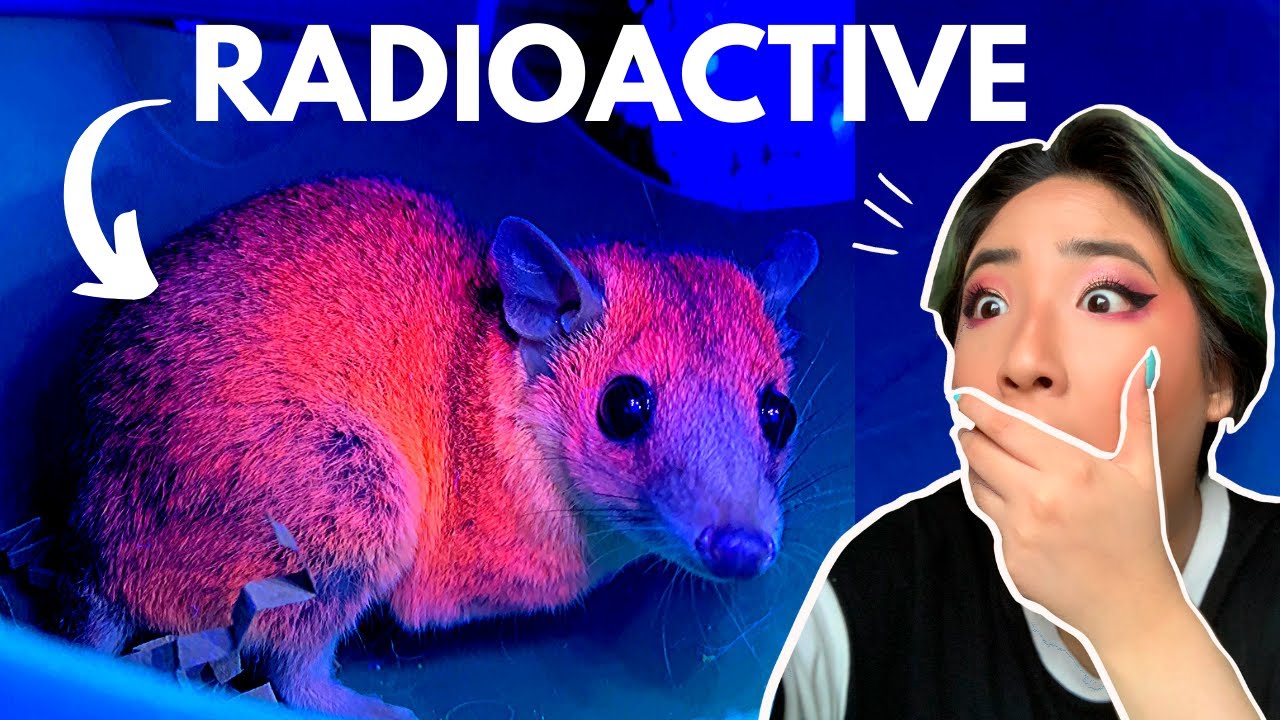 MY OPOSSUM GLOWS IN THE DARK *not click bait* | Short Tailed Opossum ...