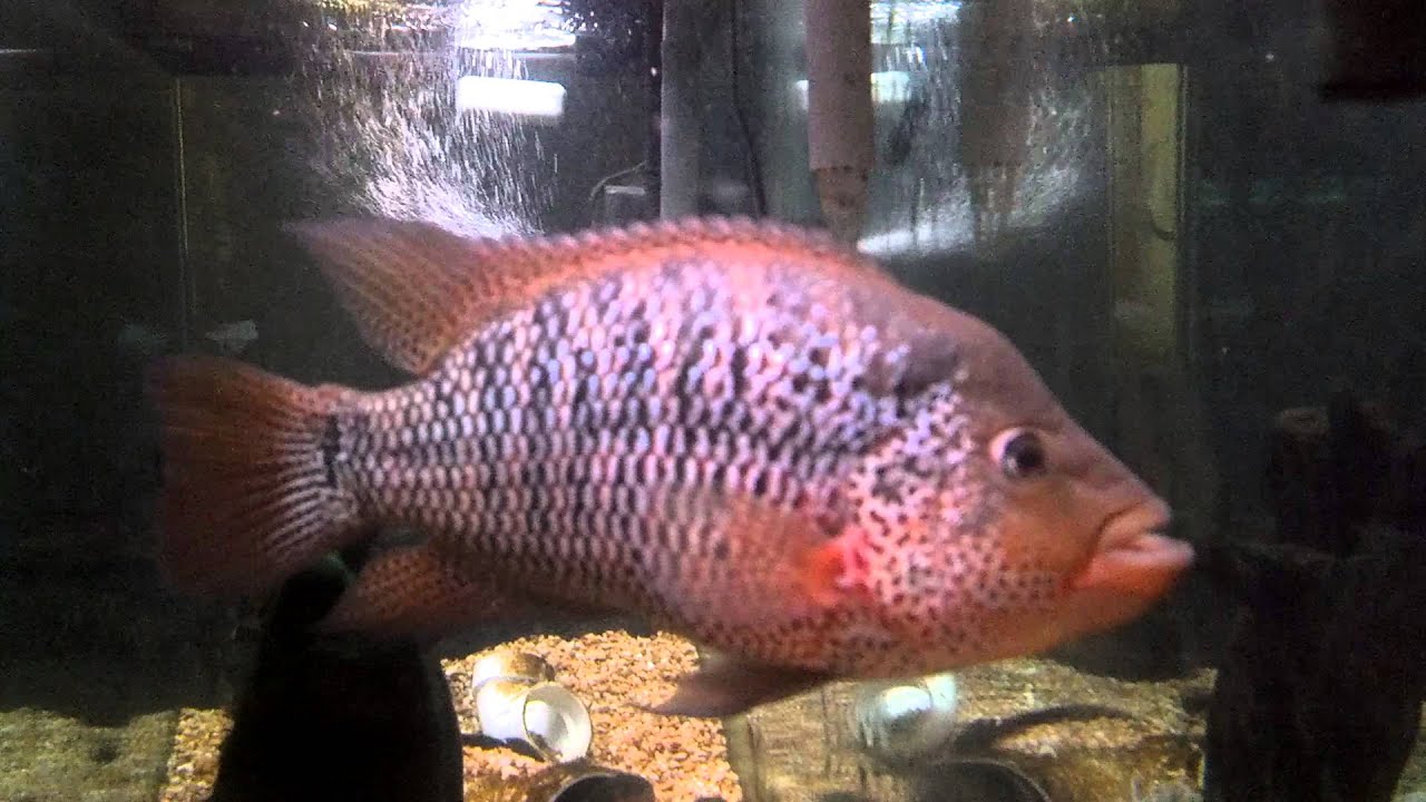 Red tiger motaguense - YouTube