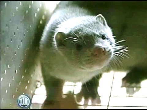 Farming Mink To Meet Market Demand - YouTube