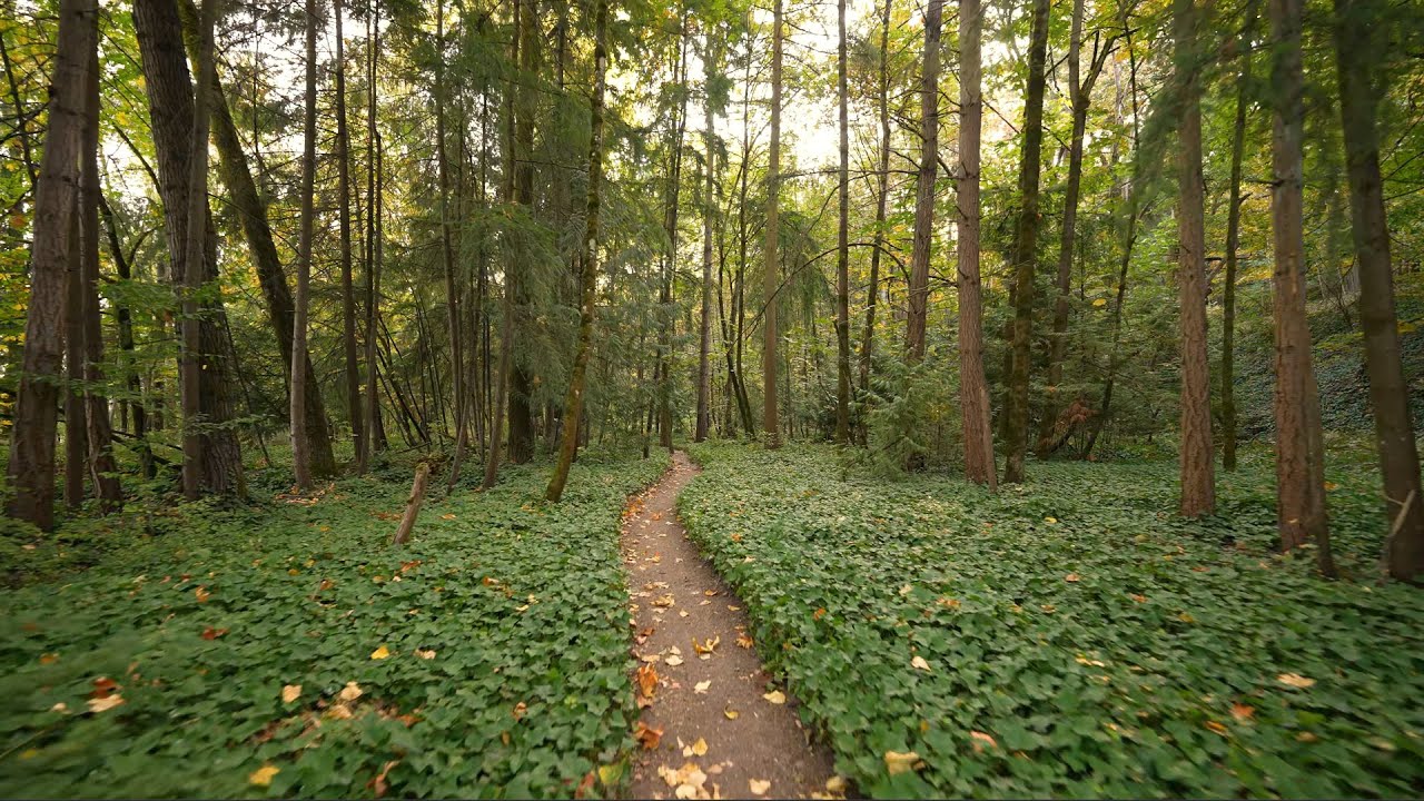 Walking at McKinley Park on a mid September morning 4K60 - YouTube