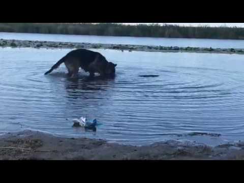 Немецкая овчарка Рекс - первая рыбалка в 11 месяцев.Pes Rex - YouTube