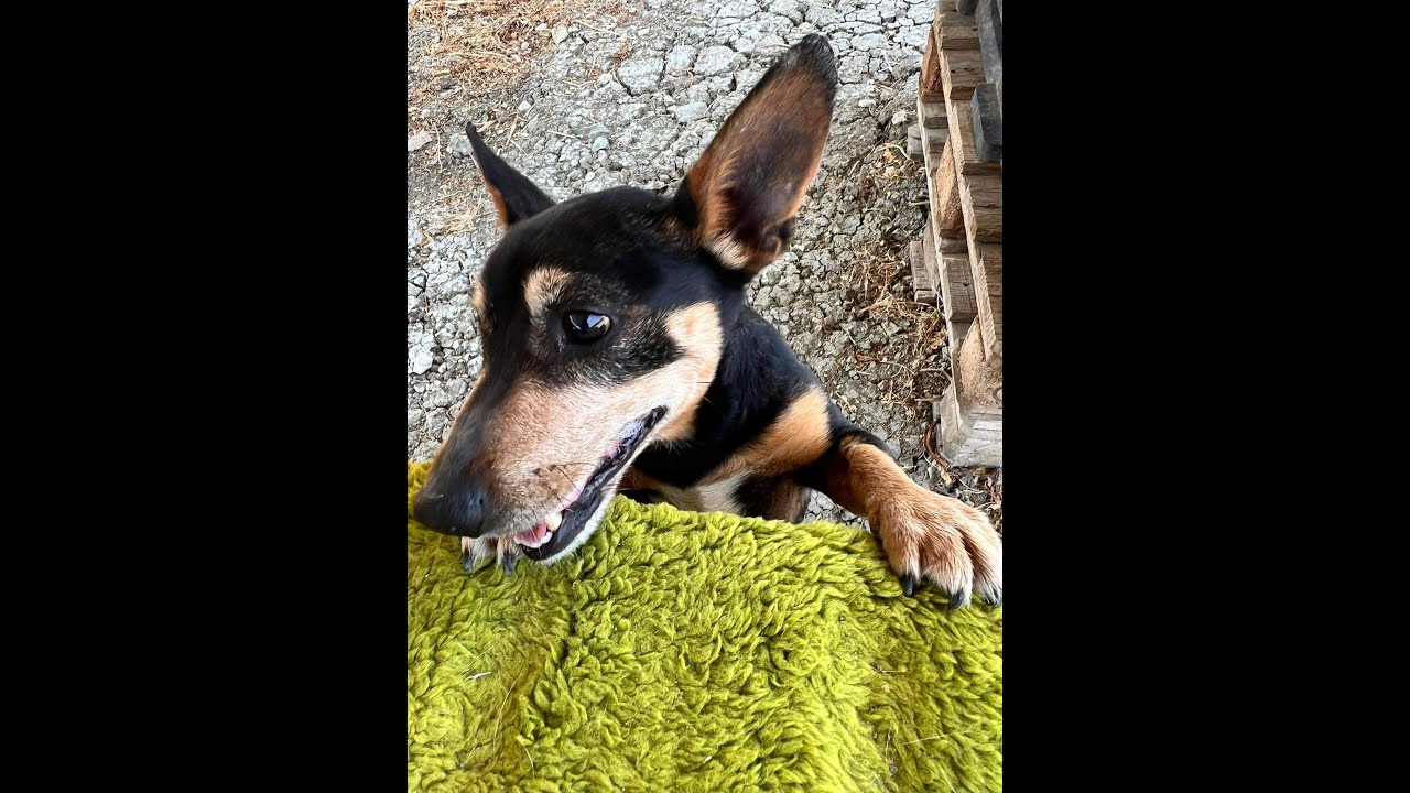 Rescued adoption dog TROY has the cutest ears 🐭😍 - YouTube