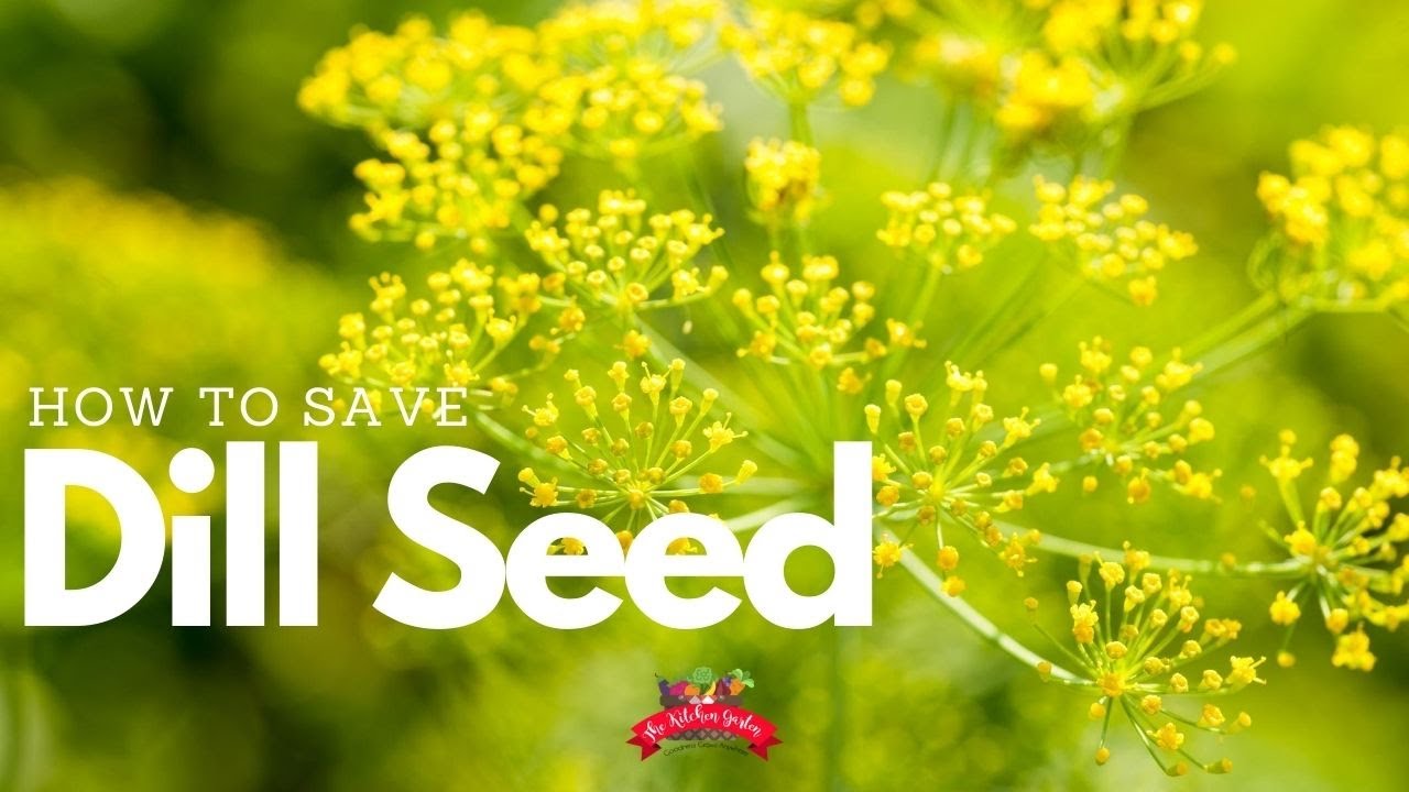 How to Save Dill Seed - YouTube