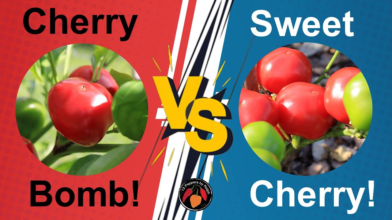 Cherry Bomb Vs. Sweet Cherry Pepper Reviews and Tasting! - YouTube