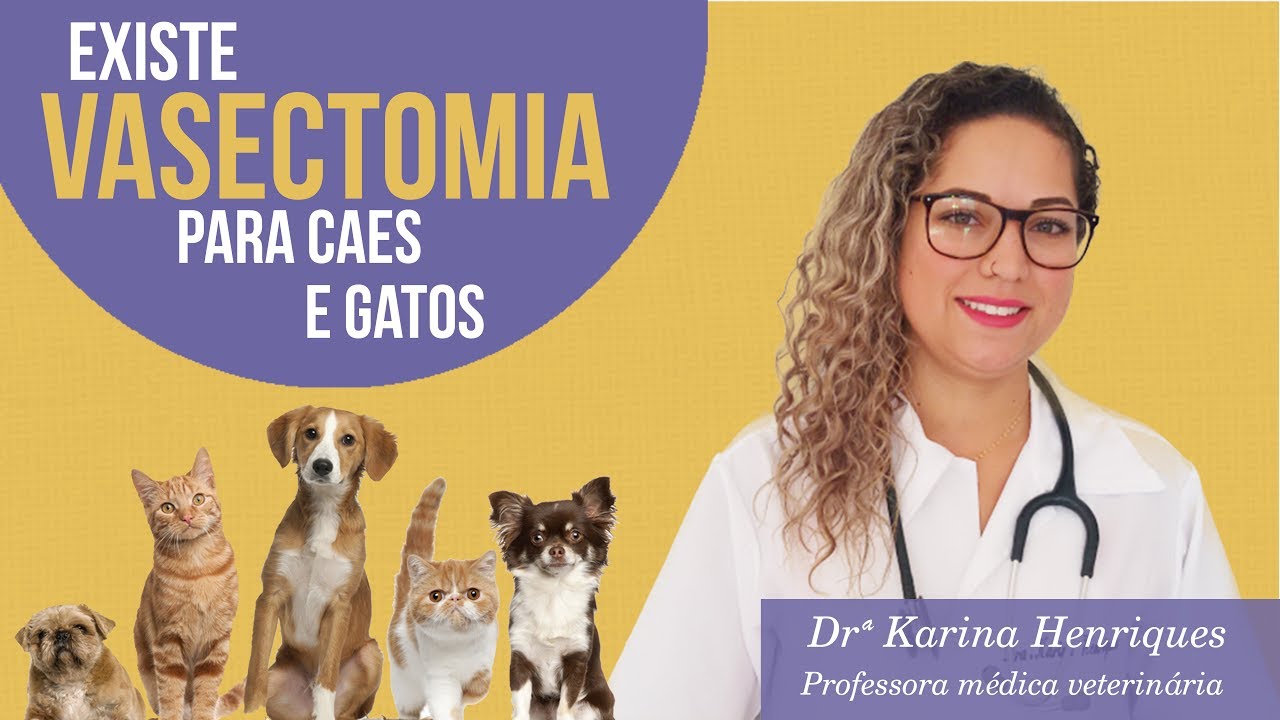 Existe Vasectomia para cães e gatos ? | Curso Auxiliar de Veterinário ...