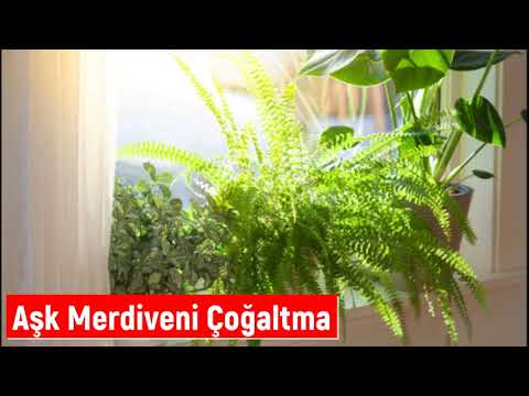 Aşk Merdiveni Çiçeği Nasıl Çoğaltılır - Aşk Merdiveni Çimlendirme