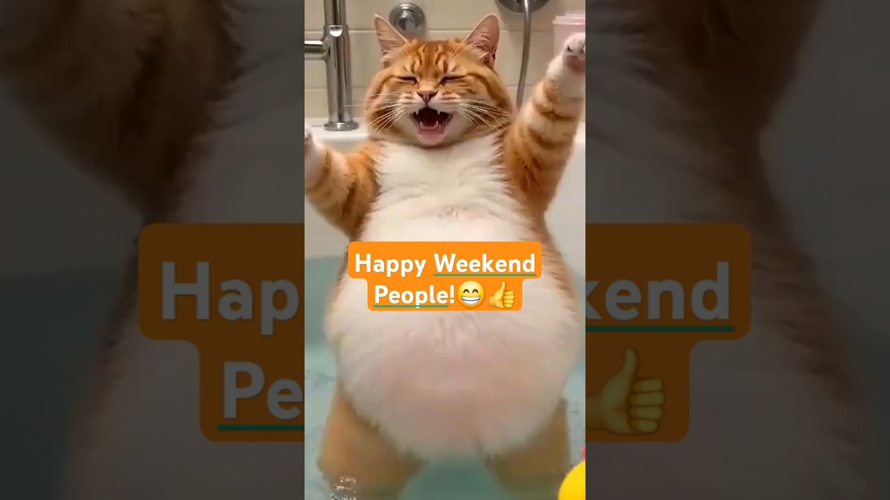 "It's the Weekend!" #cat #weekend #shorts #dance #animals #silly ...