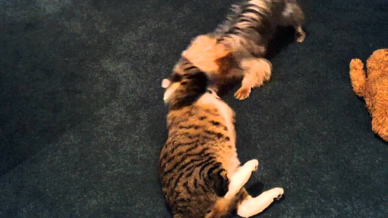 WWA - Worldwide Wrestling Animals - YouTube