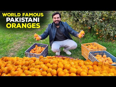 World Famous Pakistani Oranges Production | Sargodha | Mateela - YouTube